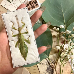 Bramble Leaf Insect, Phyllium Tobeloense Bhaskarai (M), Real Walking ...