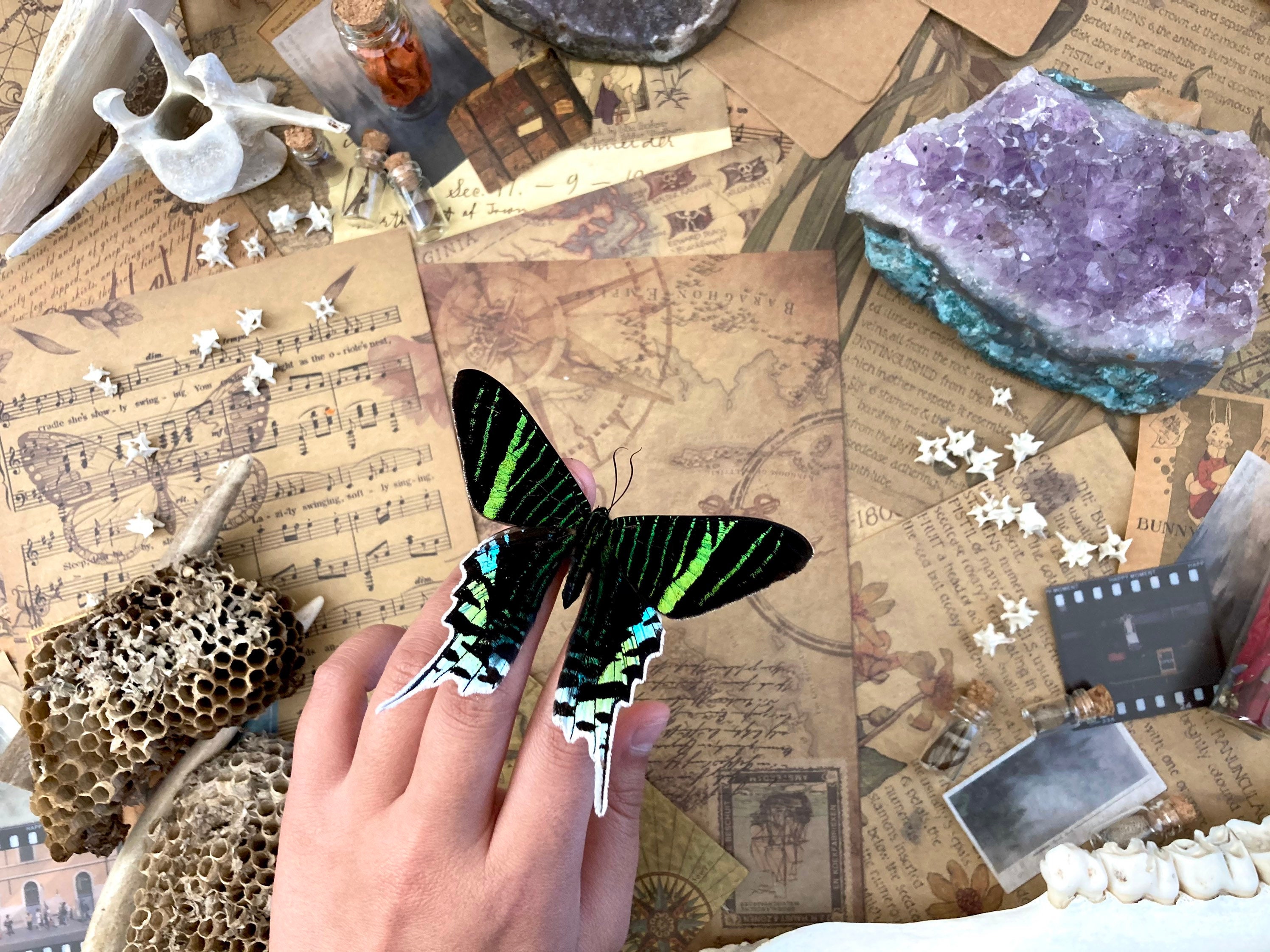 The Green-banded Urania Moth Urania Leilus Dry-preserved - Etsy Hong Kong