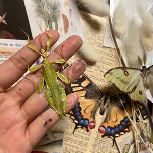 Bramble Leaf Insect, Phyllium Tobeloense Bhaskarai (M), Real Walking ...