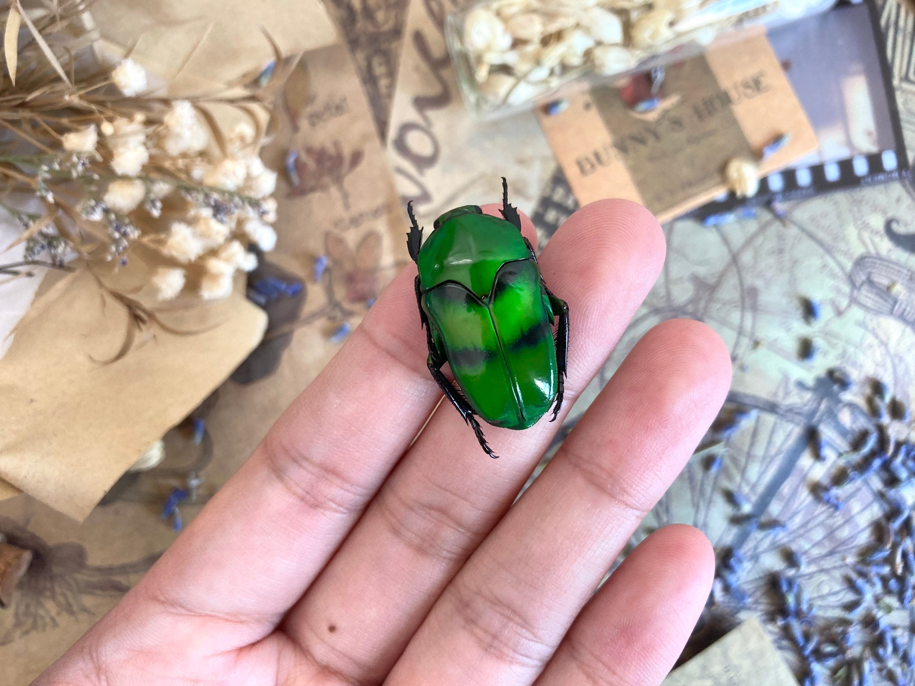 Green & Blue Flower Beetle Ischiopsopha Bifasciata Real Insect | Etsy