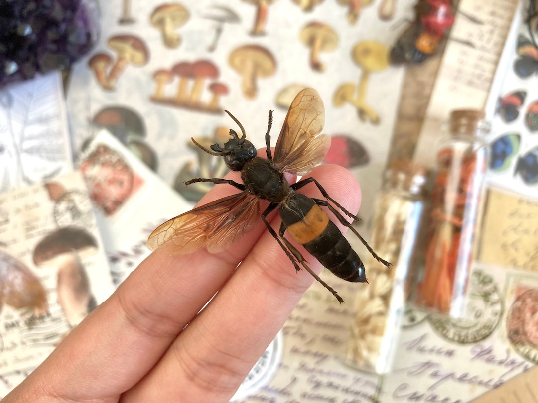 Tiger Hornet, Vespa Tropica (spread), Real Wasp, Greater Banded Hornet ...