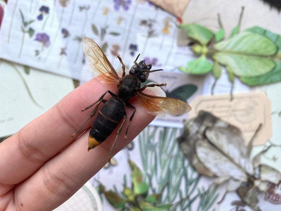 Vespa Analis (spread), Real Wasp, Entomology - Etsy
