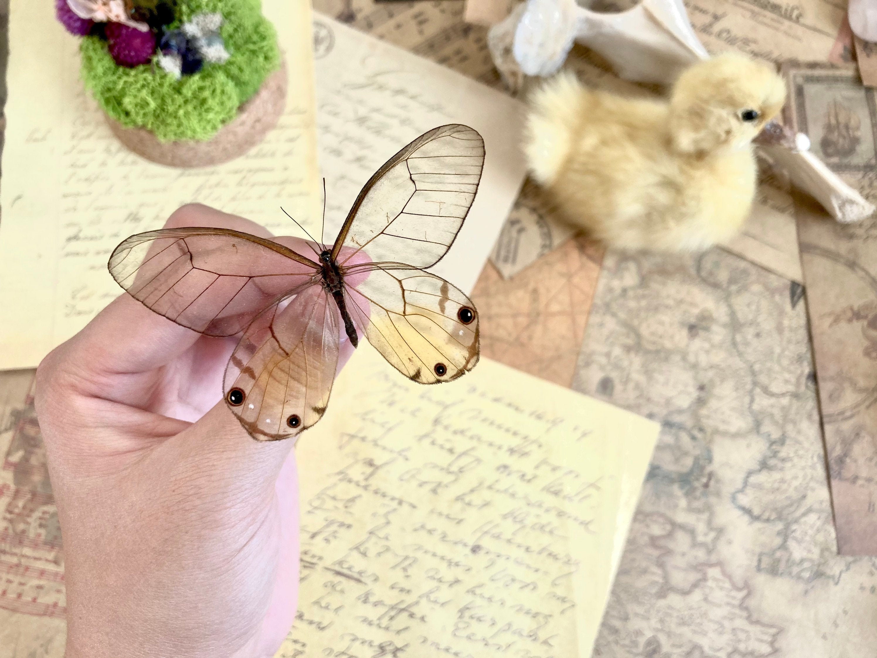 Haetera Piera Amber Phantom Glasswing Real Butterfly | Etsy