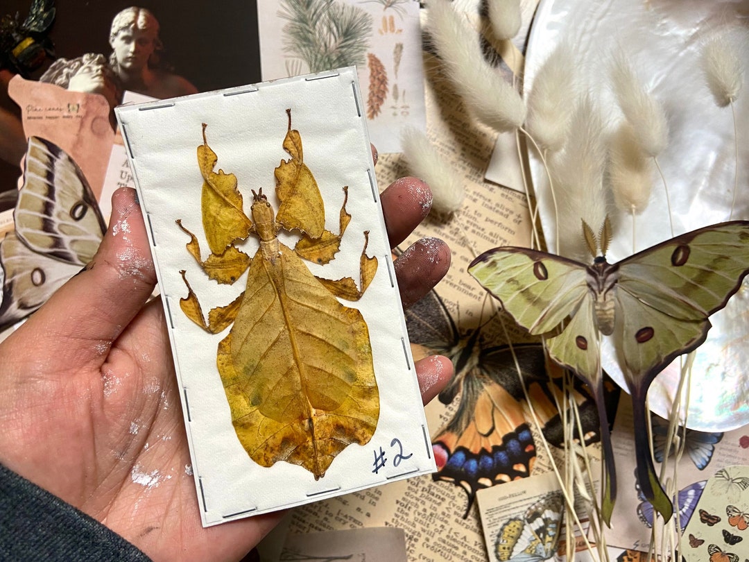 RARE Yellow Phyllium Pulchrifolium (FEMALE) Real Walking Leaf Stick Bug ...