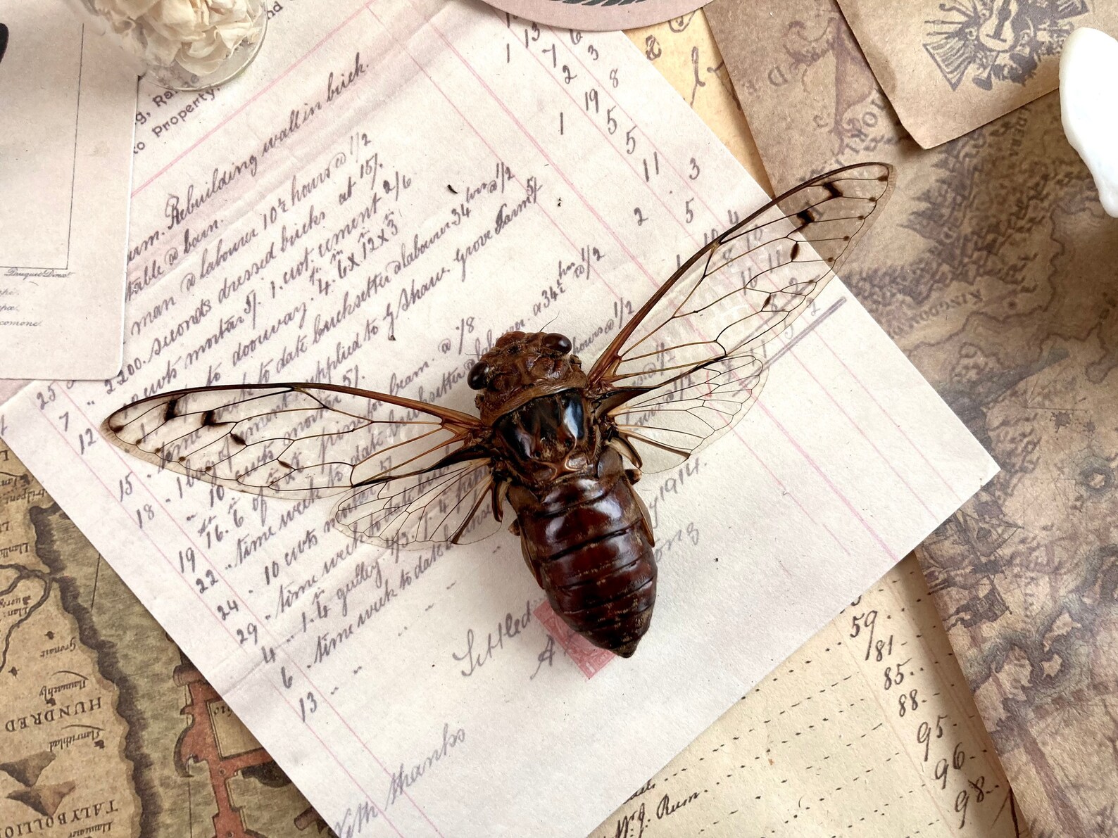 Cicada Sp Spread, Real Cicada, Clear Wing Cicada, Indonesia, Entomology ...