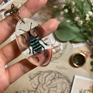 Blue Weevil Beetle Keychain, Eupholus Magnificus, Resin Decor, Beetle ...