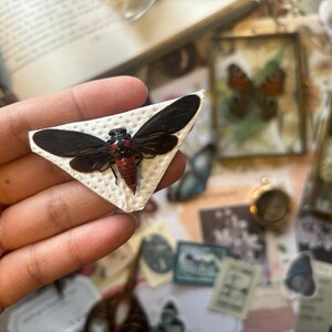 Huechys Sanguinea, Black and Scarlet Cicada, Real Cicada, Entomology ...