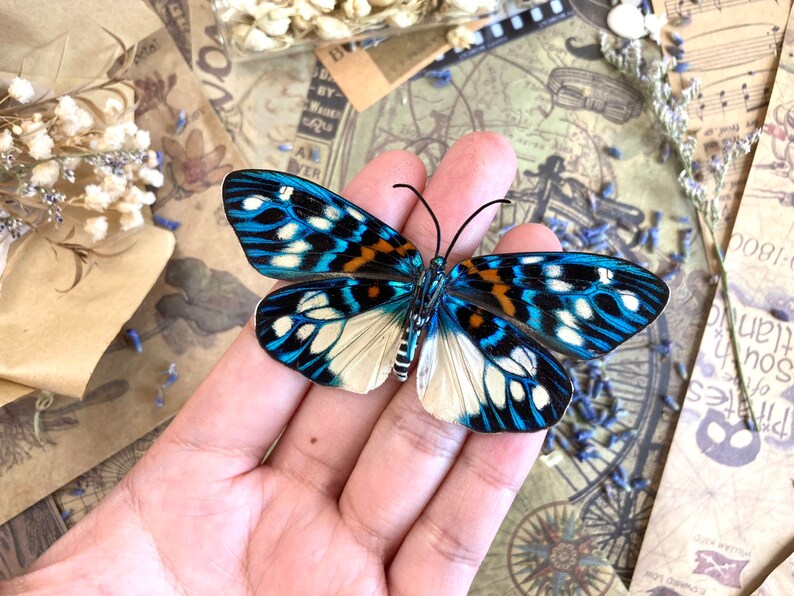 Erasmia Pulchera Real Moths Spread for Your Project or - Etsy