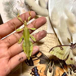 Bramble Leaf Insect, Phyllium Tobeloense Bhaskarai (M), Real Walking ...