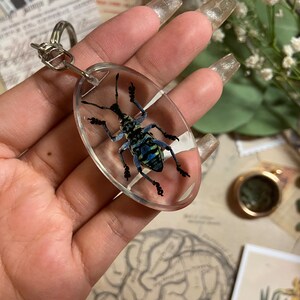 Blue Weevil Beetle Keychain, Eupholus Magnificus, Resin Decor, Beetle ...