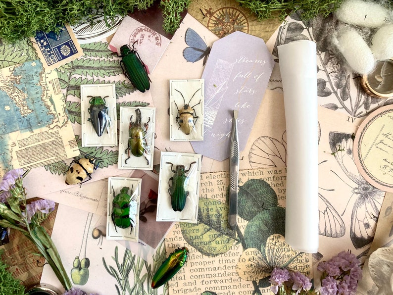 Complete Beetle Mounting Kit Beetle Spreading and Pinning - Etsy