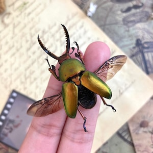 Complete Beetle Mounting Kit - Beetle Spreading and Pinning Kit ...