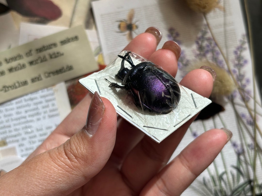Enoplotrupes Sharpi Female Purple Scarab Beetle Thailand - Etsy