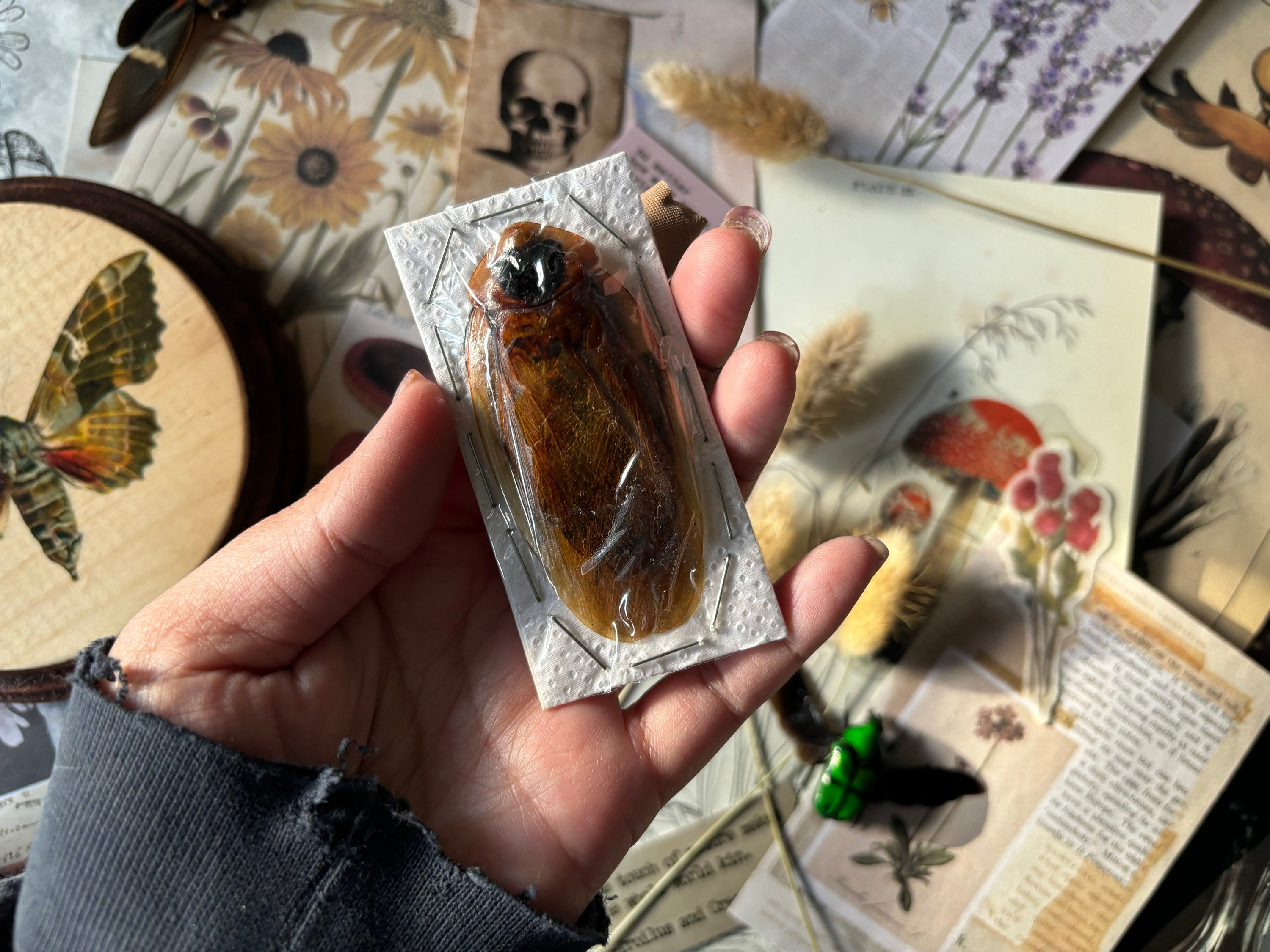 Giant Cave Cockroach, Brazilian Cockroach, Blaberus Giganteus ...