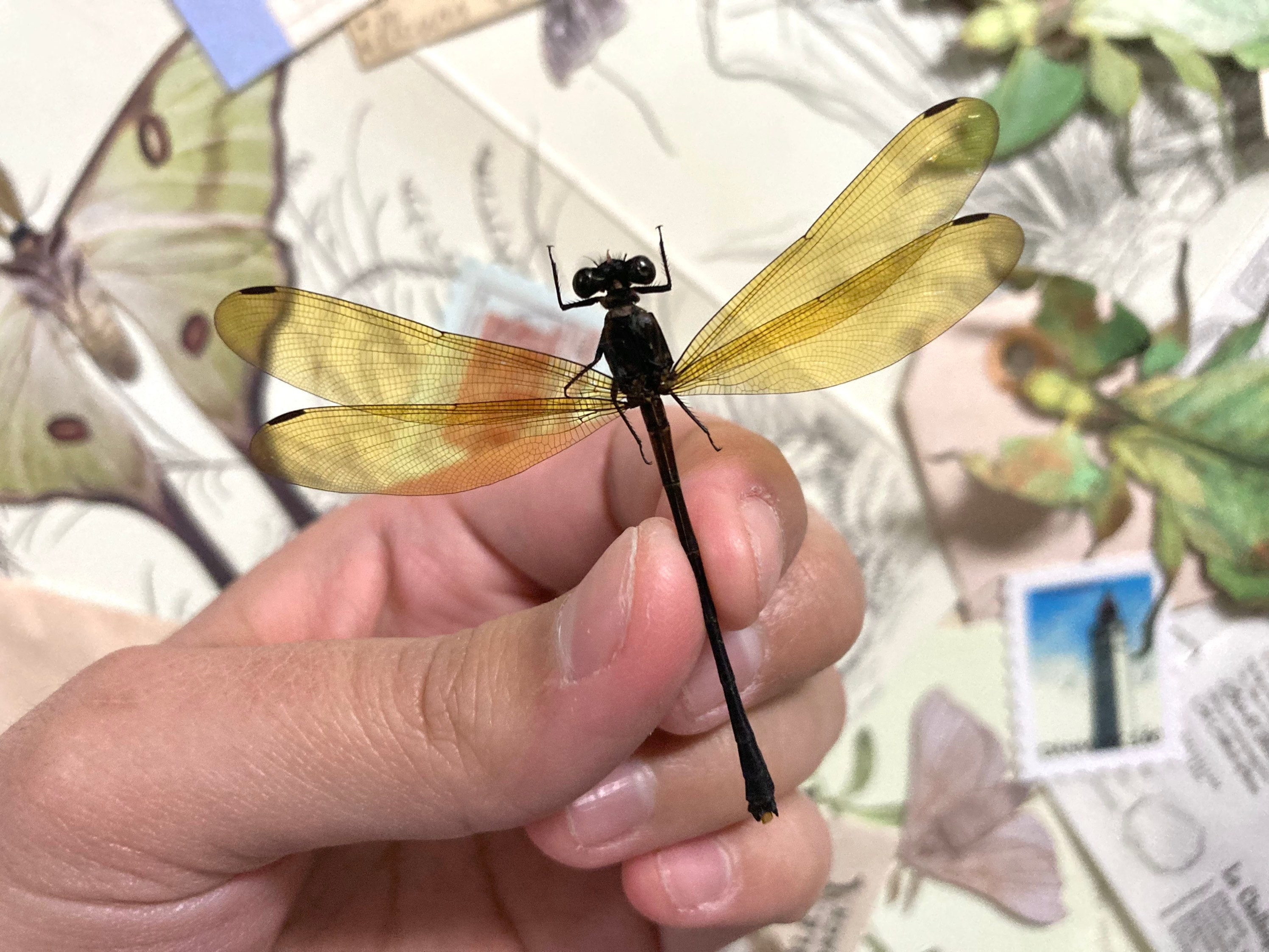 Golden Damselfly, Euphaea Lara Lara (spread), OPEN WINGS for All Your ...