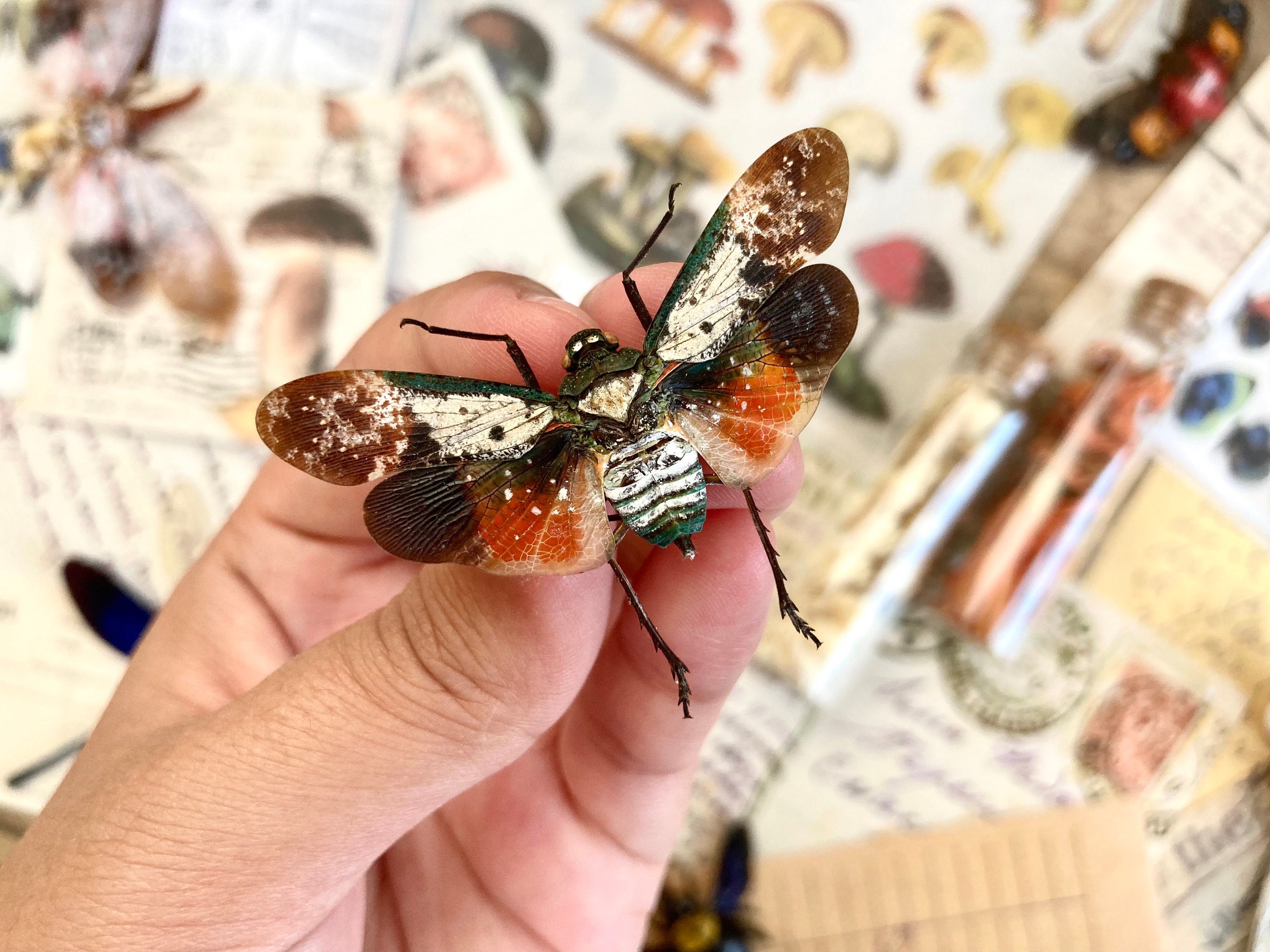 Penthicodes Farinosa Borneo spread Lanternfly Spread | Etsy