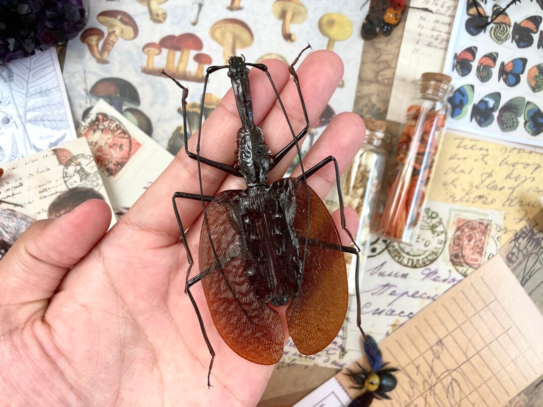 LARGE Mormolyce Phyllodes, +90mm, Violin Beetle, Banjo Beetle, Real ...