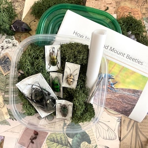 Complete Beetle Mounting Kit - Beetle Spreading and Pinning Kit ...