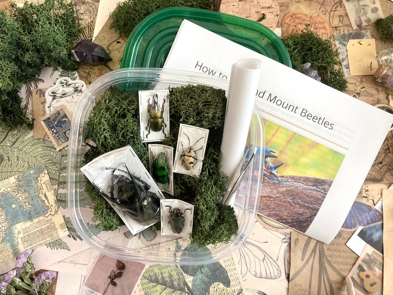 Complete Beetle Mounting Kit Beetle Spreading and Pinning - Etsy