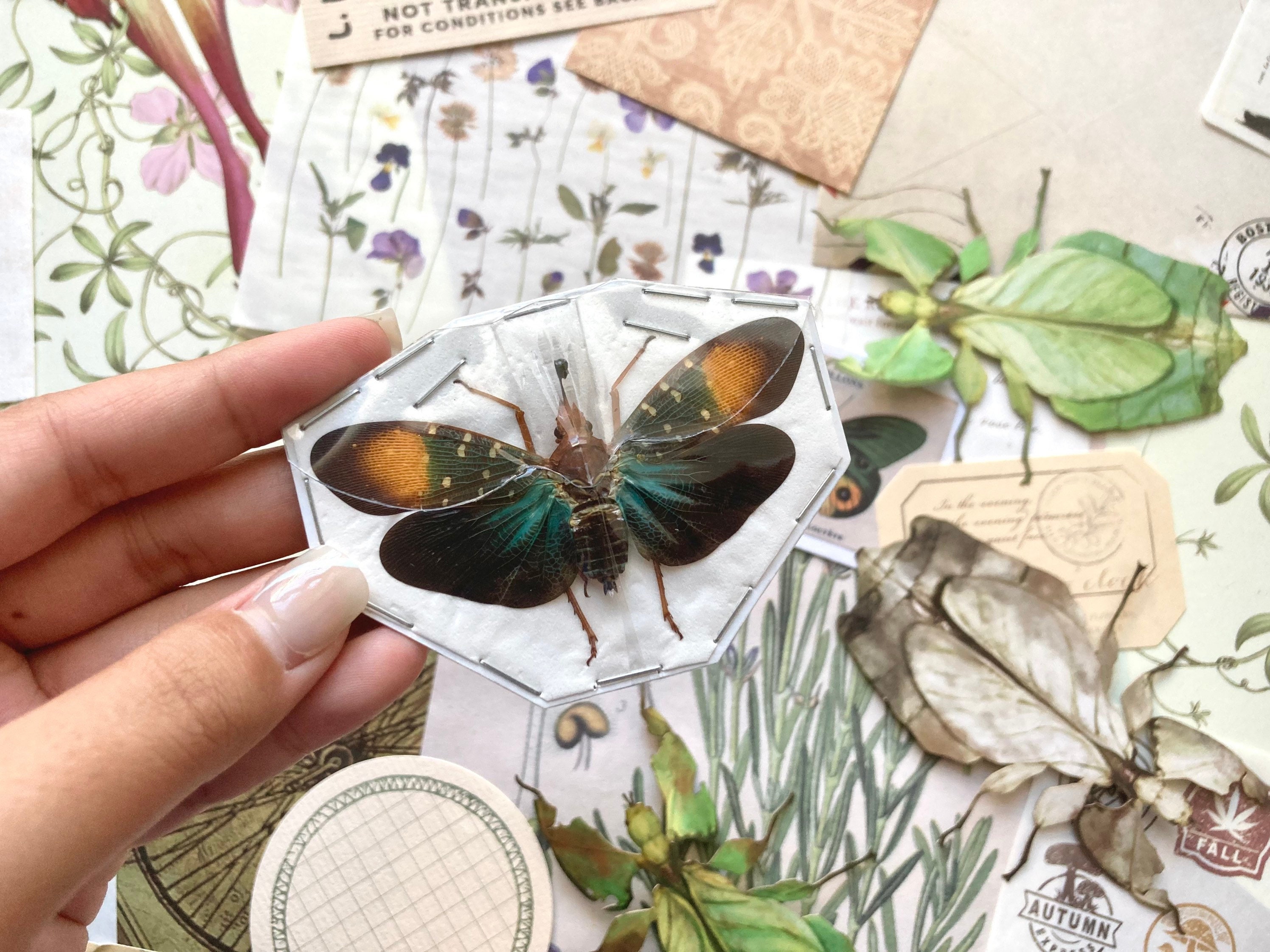 Real Blue Lanternfly Pyrops Gunjii Open Wings for All Your - Etsy