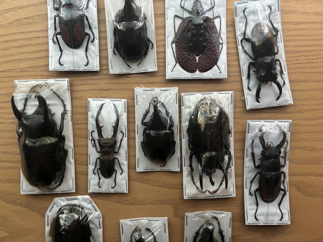 Mixed XL Real Beetles (1.5-3"), Package of 3, Entomology, Real Insects ...