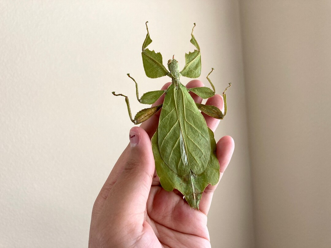 Phyllium Celebicum (MOUNTED/SPREAD), Leaf Insect, Spread and Ready for ...