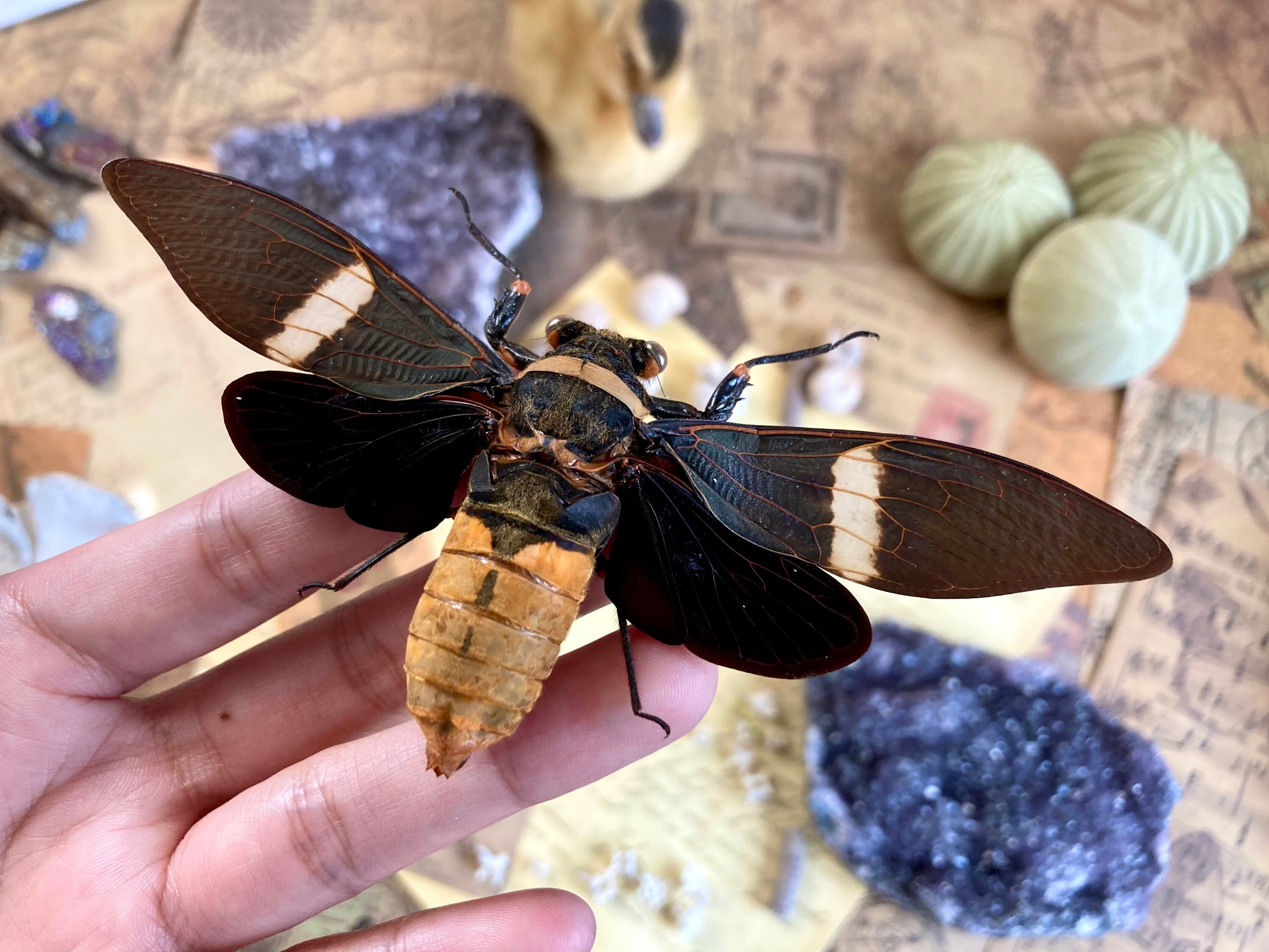 Real Tosena Albata Cicada Spread Ready for Your Project DIY - Etsy