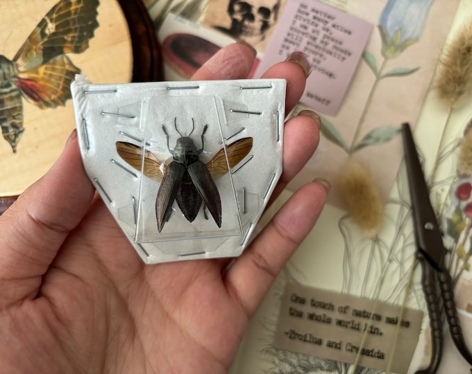 Spread Metallic Wood Boring Beetle, Chrysodema Elongata, Spread Beetle ...