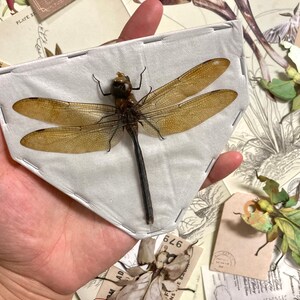 Giant Green Emperor Dragonfly, Anax Gibbosulus, Real Damselfly, Giant ...