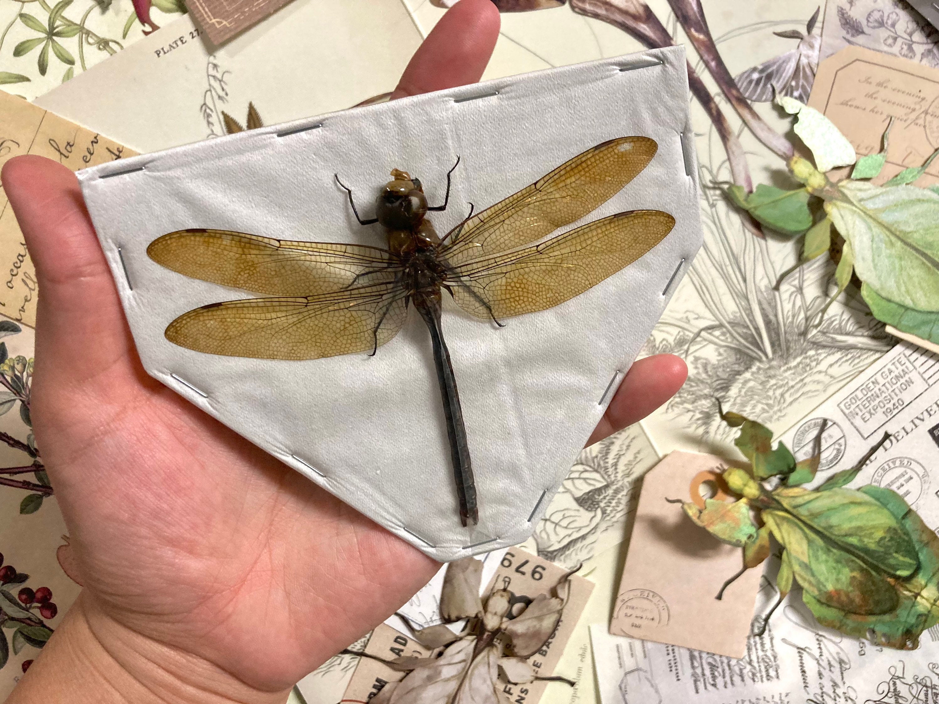 Giant Green Emperor Dragonfly Anax Gibbosulus Real - Etsy