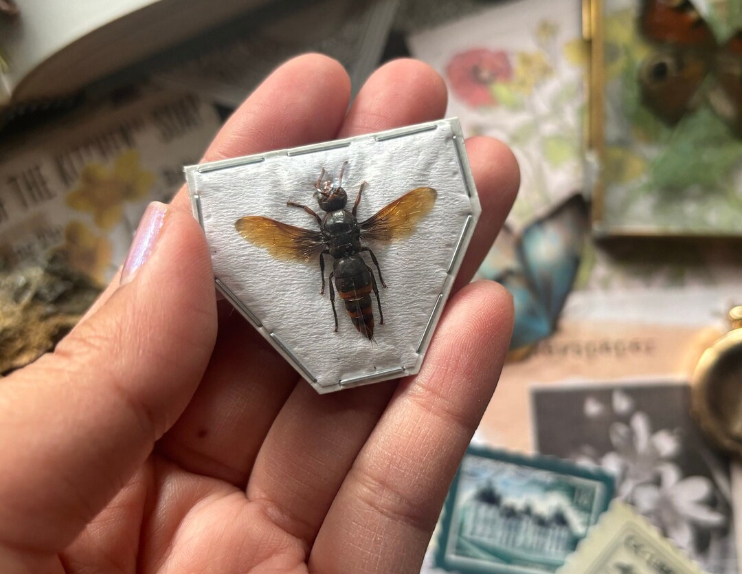 Small Wasp Specimen, Real Wasp, Mini Wasp, Entomology, Real Insect - Etsy