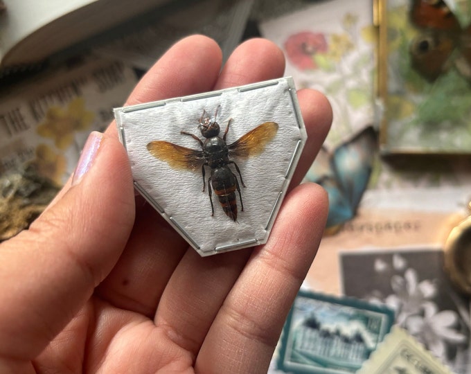 Small Wasp Specimen, Real Wasp, Mini Wasp, Entomology, Real Insect - Etsy