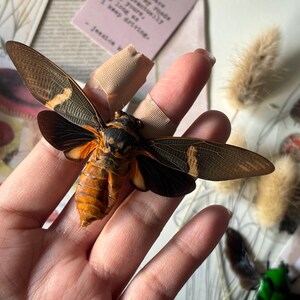 Small Black Orange Cream Cicada, Real Ciacada, Insect Art, Real Insect ...