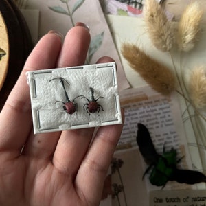 PAIR Giraffe Weevils, Trachelophorus Giraffa PAIRS, Entomology, Real ...