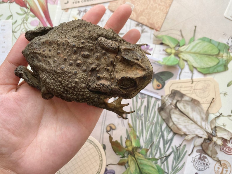 Duttaphrynus Melanostictus (sitting), Asian Common Toad, Black-spined ...