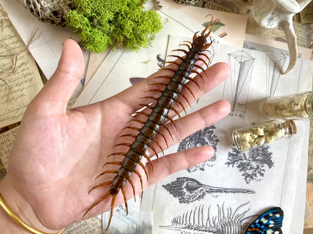 Scolopendra Morsitans, Tanzanian Blue Ringleg, Red-headed Centipede ...