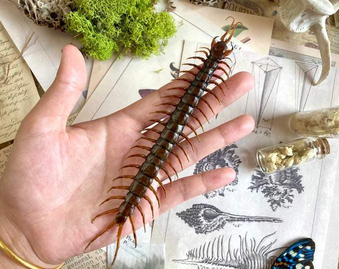 Scolopendra Morsitans, Tanzanian Blue Ringleg, Red-headed Centipede ...