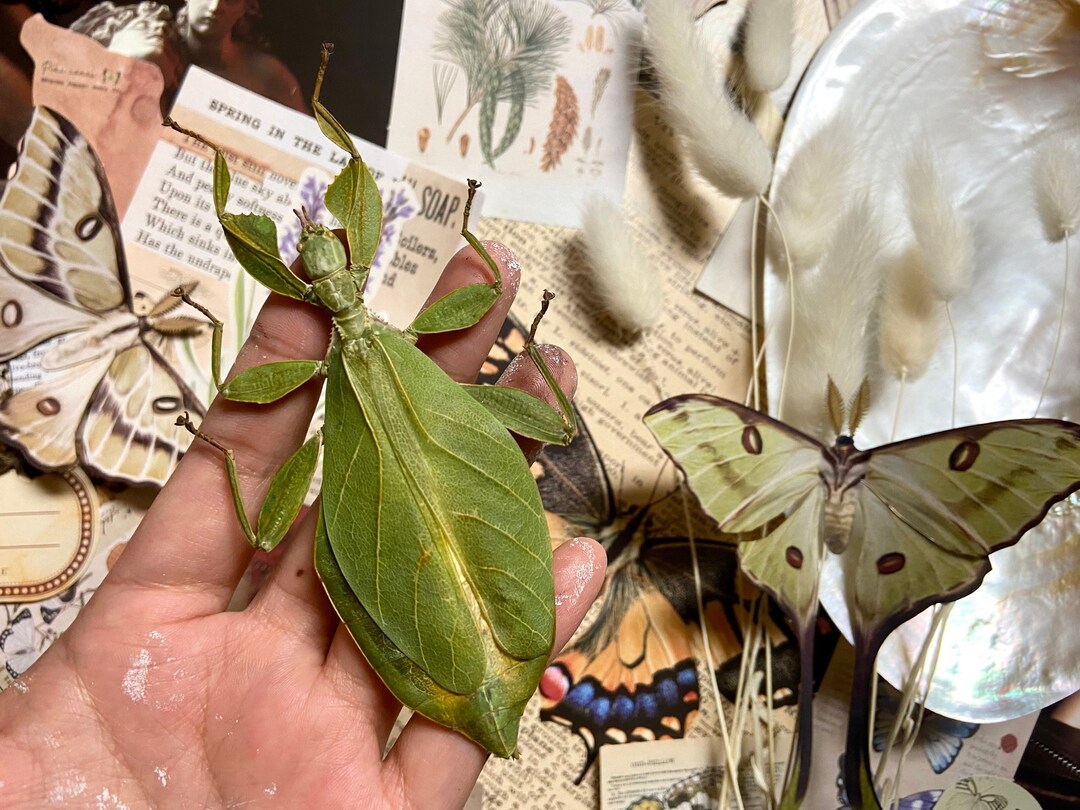 Bramble Leaf Insect, Phyllium Tobeloense Bhaskarai (F), Real Walking ...