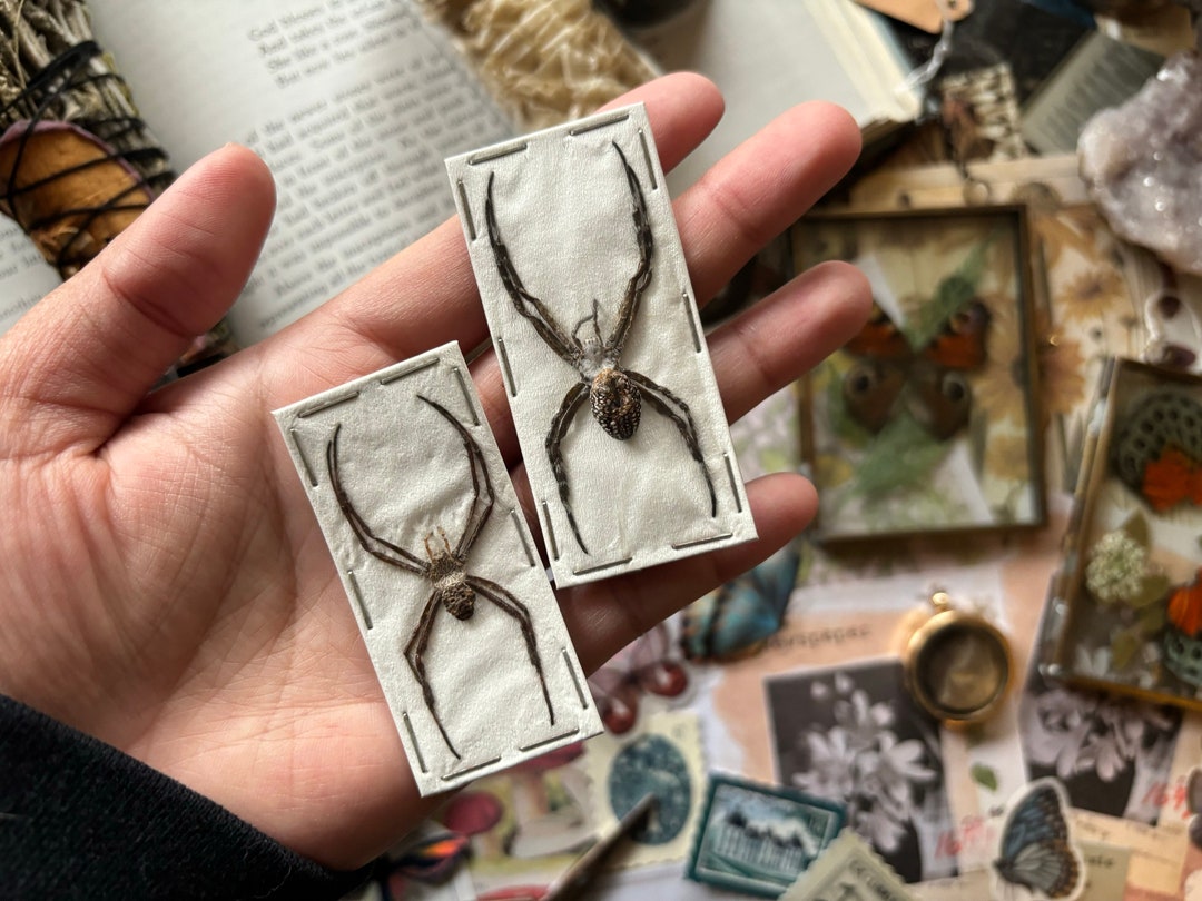 Cyrtophora Moluccensis, Tent-web Spider, Orb-weaver, Dome-web Spider ...