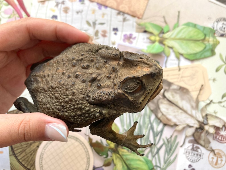 Duttaphrynus Melanostictus (sitting), Asian Common Toad, Black-spined ...