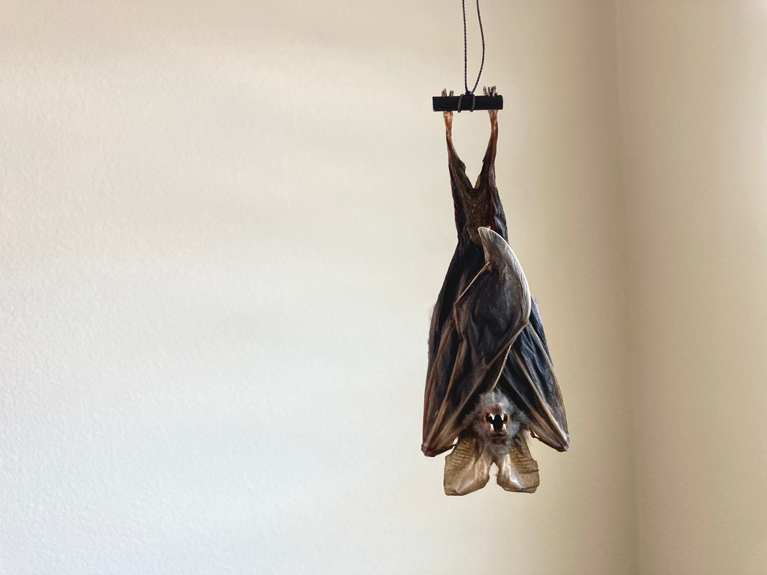 Megaderma Spasma Hanging Bat Real Bat Bat Taxidermy | Etsy
