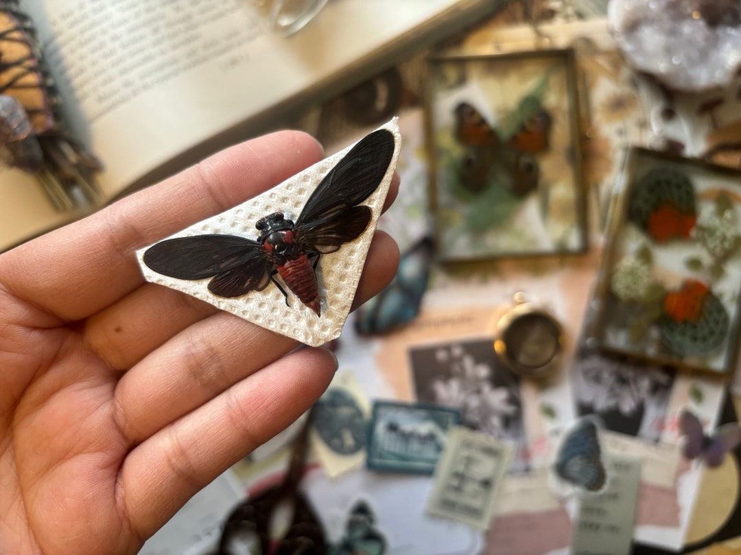 Huechys Sanguinea, Black and Scarlet Cicada, Real Cicada, Entomology ...