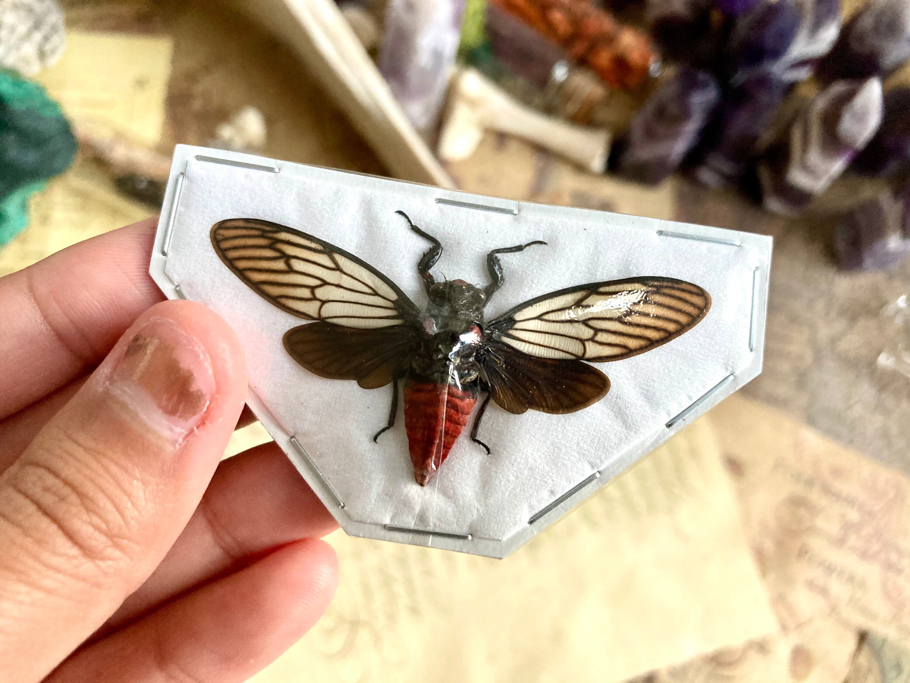 Spread Huechys Incarnata "red Devil" Cicadas, Huechys Incarnata, Red ...