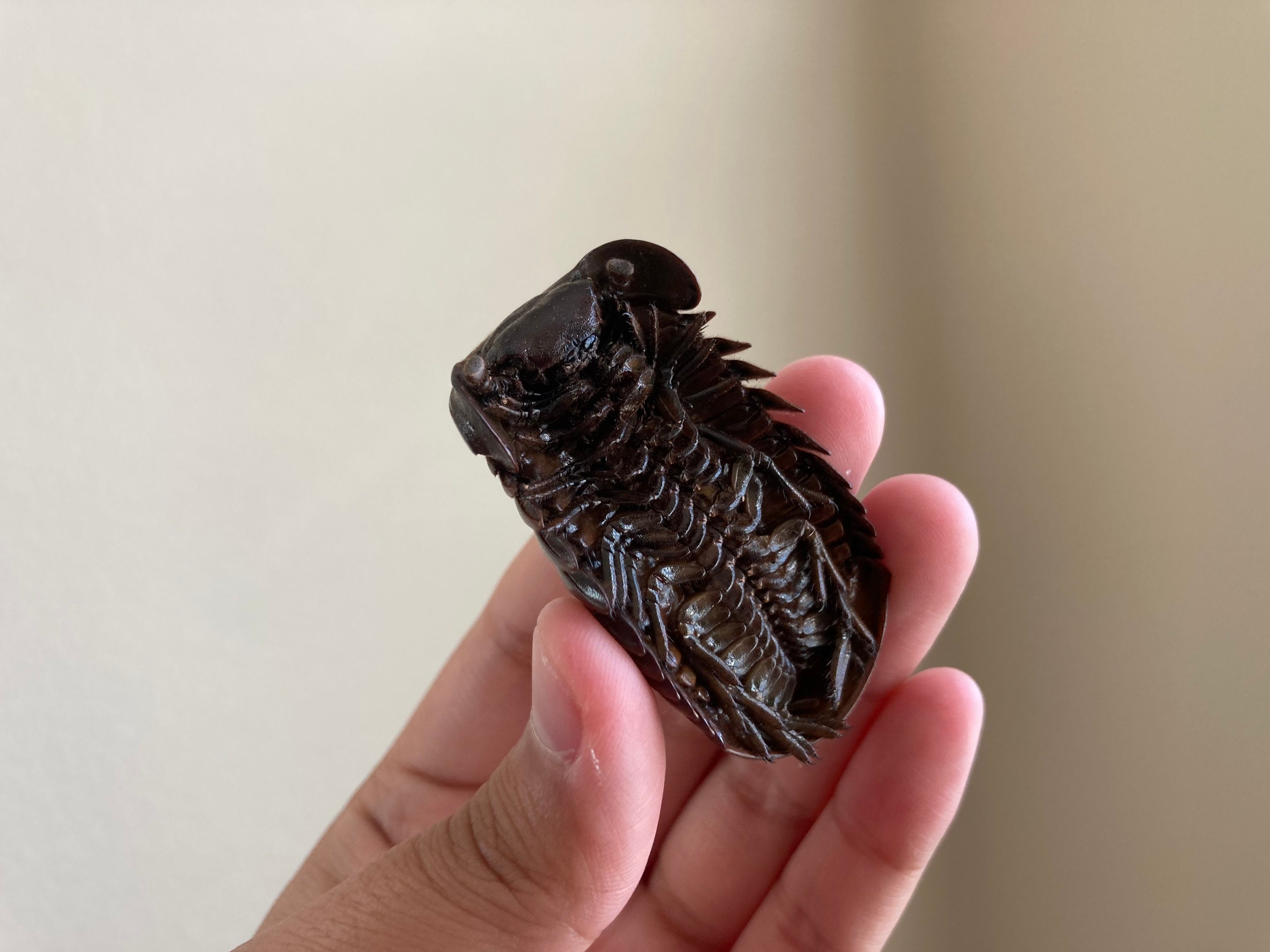 Real Giant Pill Millipede, Sphaeropoeus Lugubris, Giant Roly-poly ...