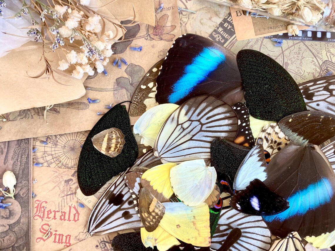 100 Butterfly Wings, A Grade Real Butterfly Wings, Wings for Crafts ...