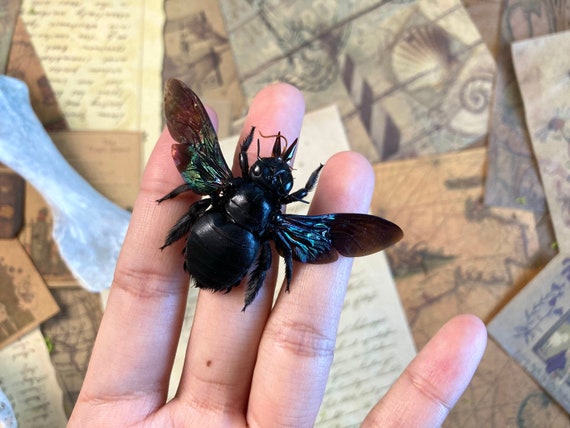 Tropical Carpenter Bee Xylocopa Latipes Real Bee | Etsy