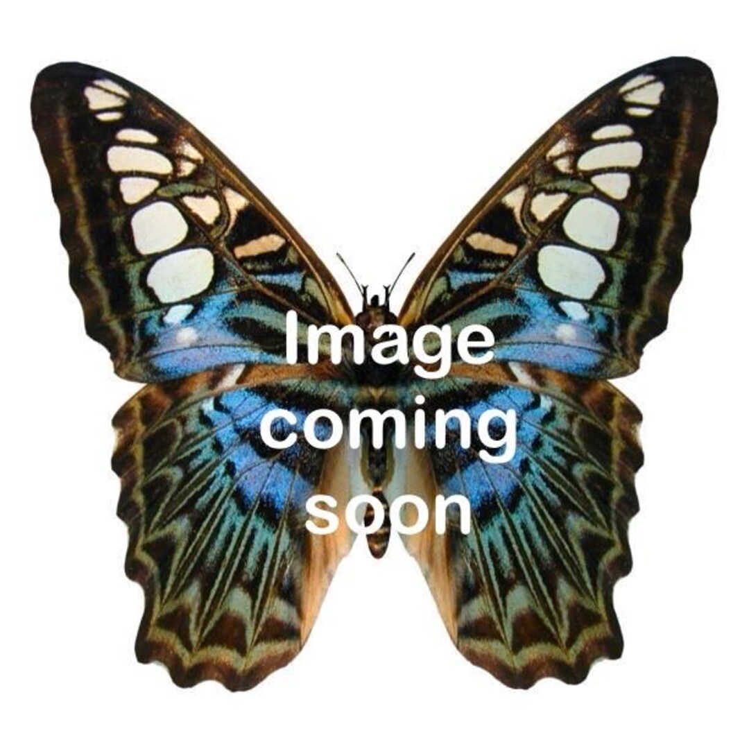 The Clipper Butterfly, Parthenos Sylvia, Spread or Folded Taxidermy ...