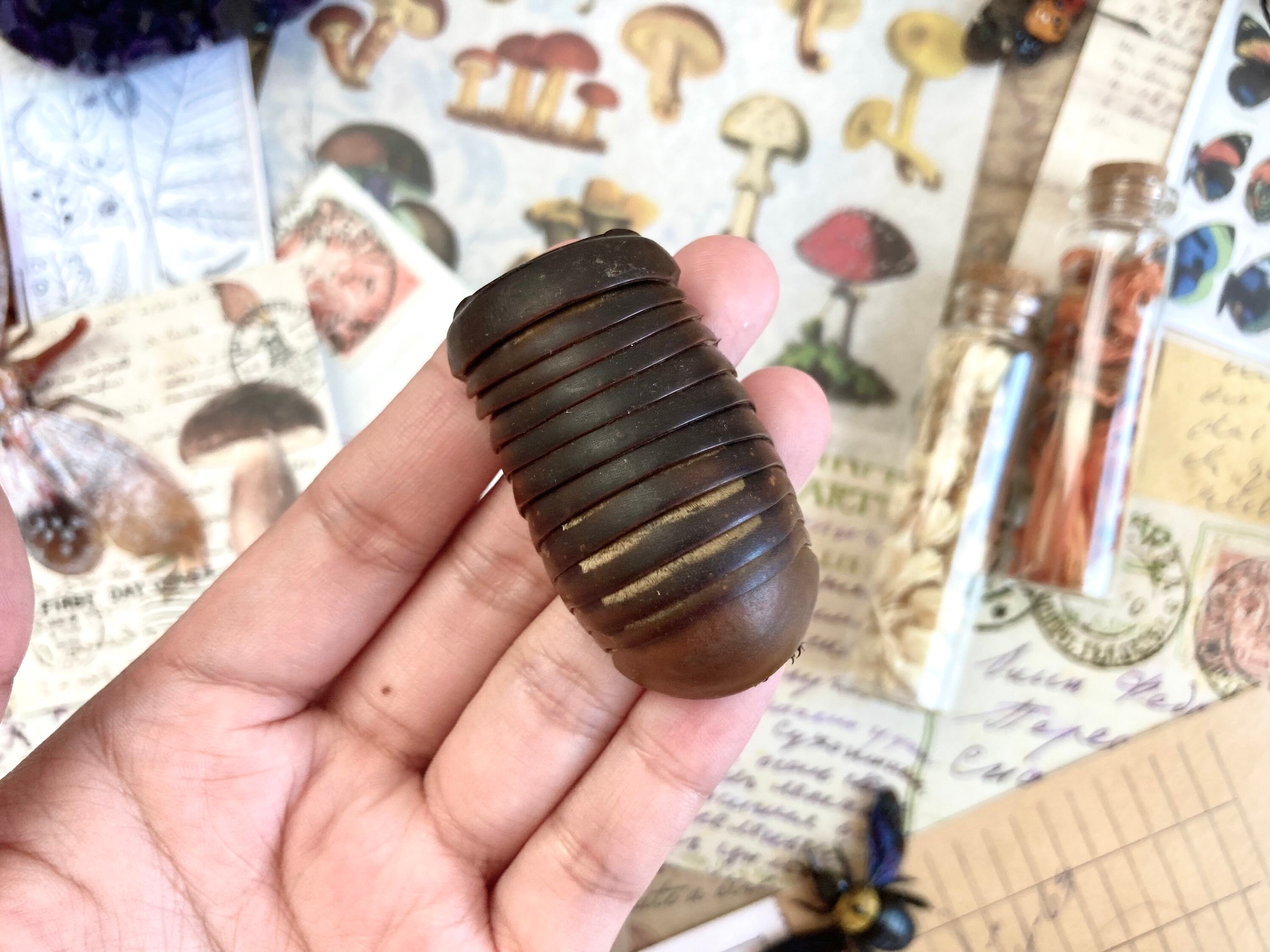 Real Giant Pill Millipede, Sphaeropoeus Lugubris, Giant Roly-poly ...