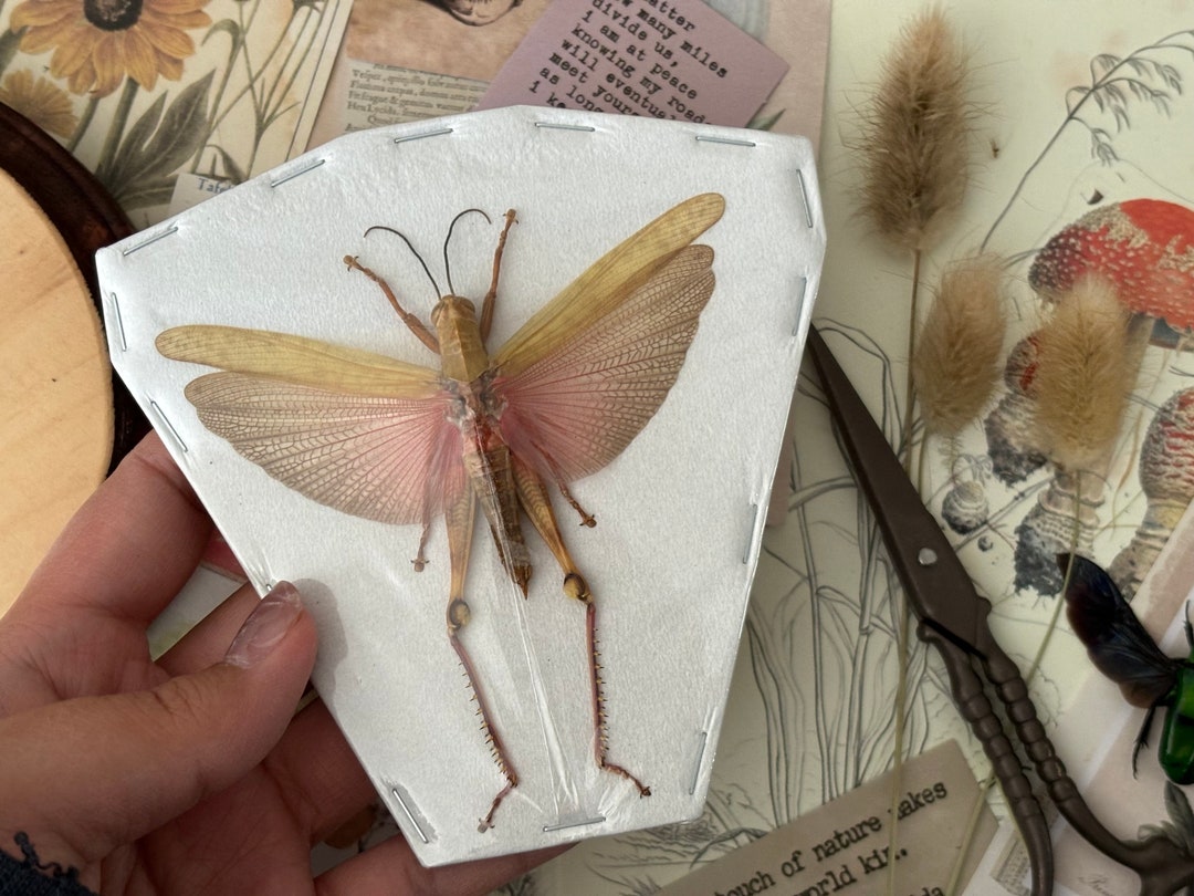 MALE Valanga Nigricornis, Green and Pink Spread, Real Grasshopper ...