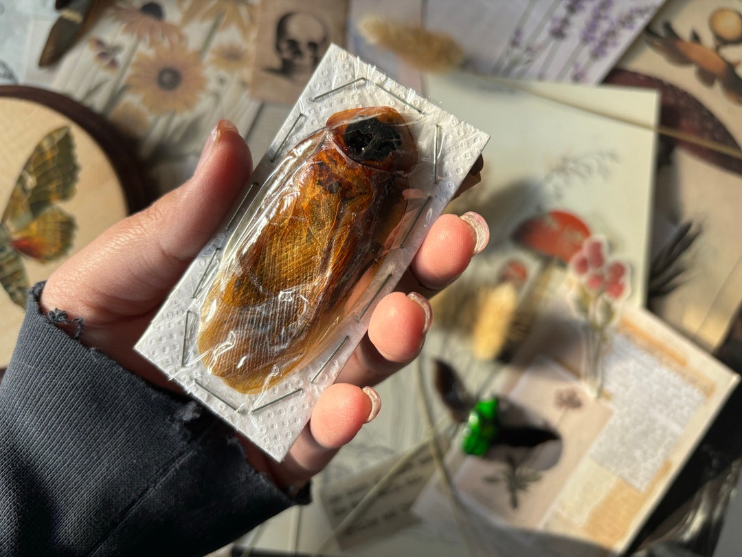 Giant Cave Cockroach, Brazilian Cockroach, Blaberus Giganteus ...